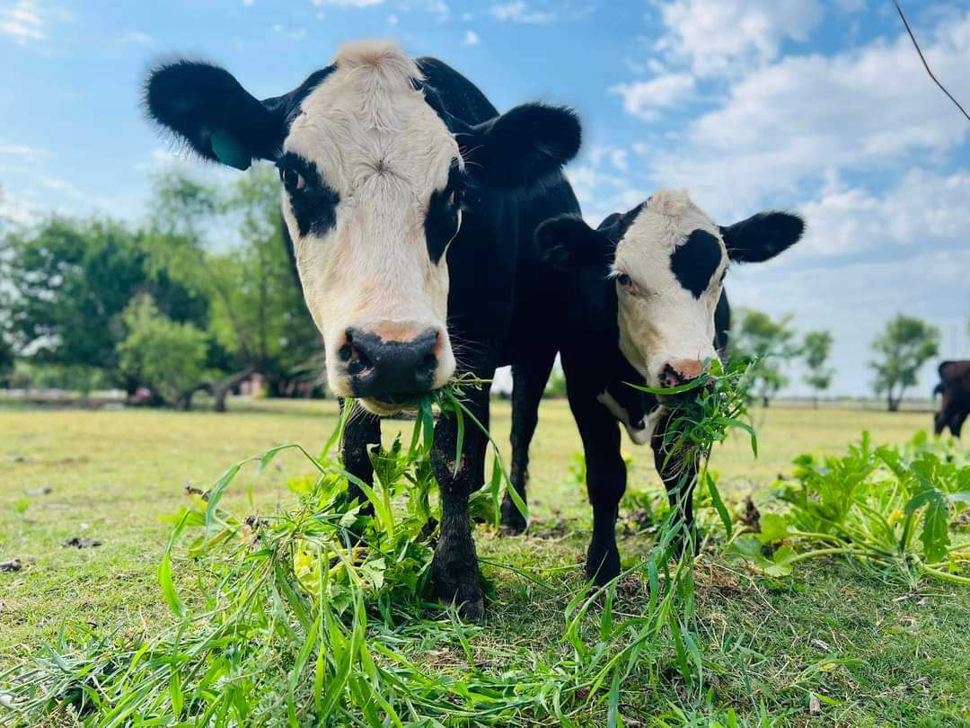 Home – Robinson Ranch