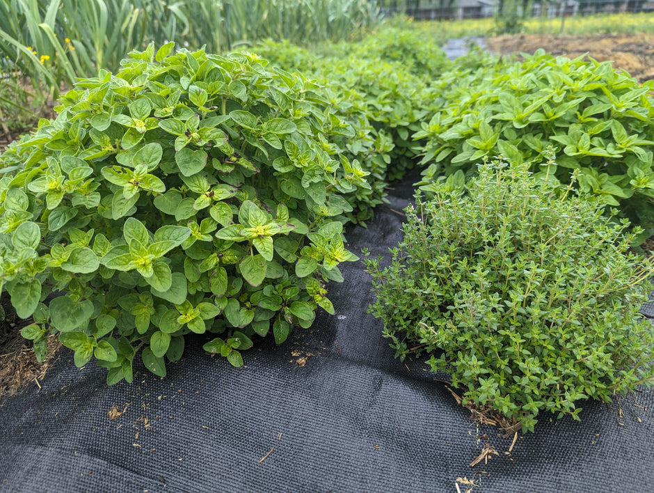 Shop – Robinson Ranch